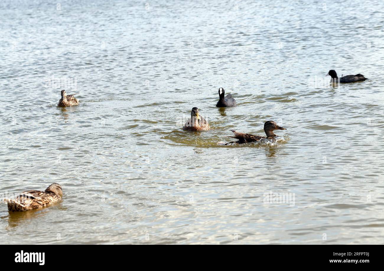 migratory wild ducks in European lakes, eastern europe with wild duck ...