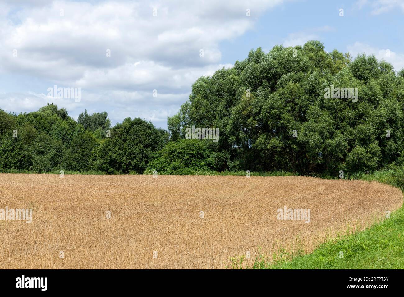 agricultural field with growing plants for harvesting food, farming in ...