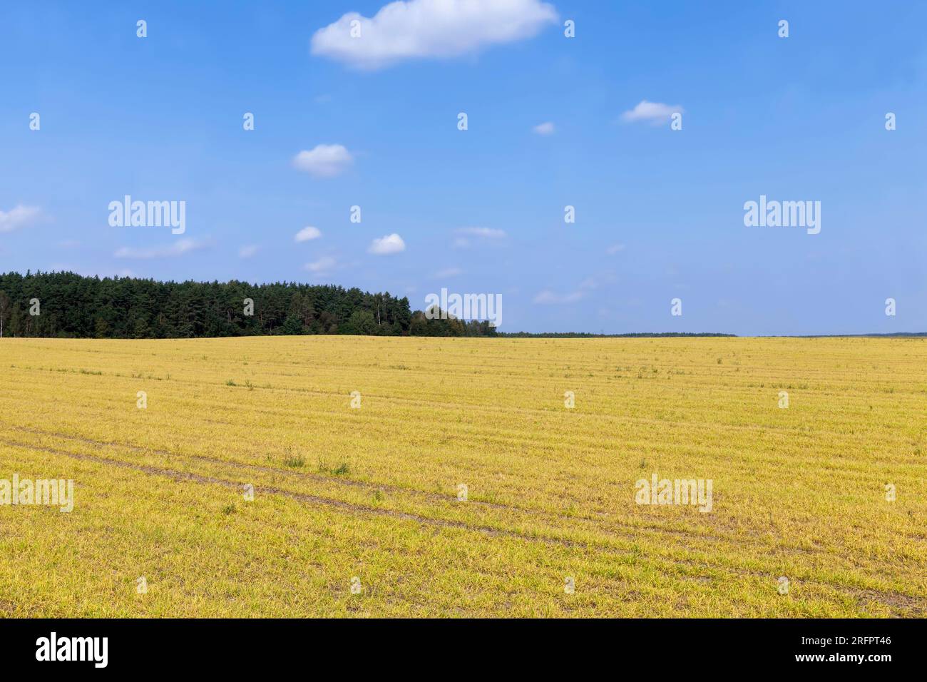 agricultural field with growing plants for harvesting food, farming in ...