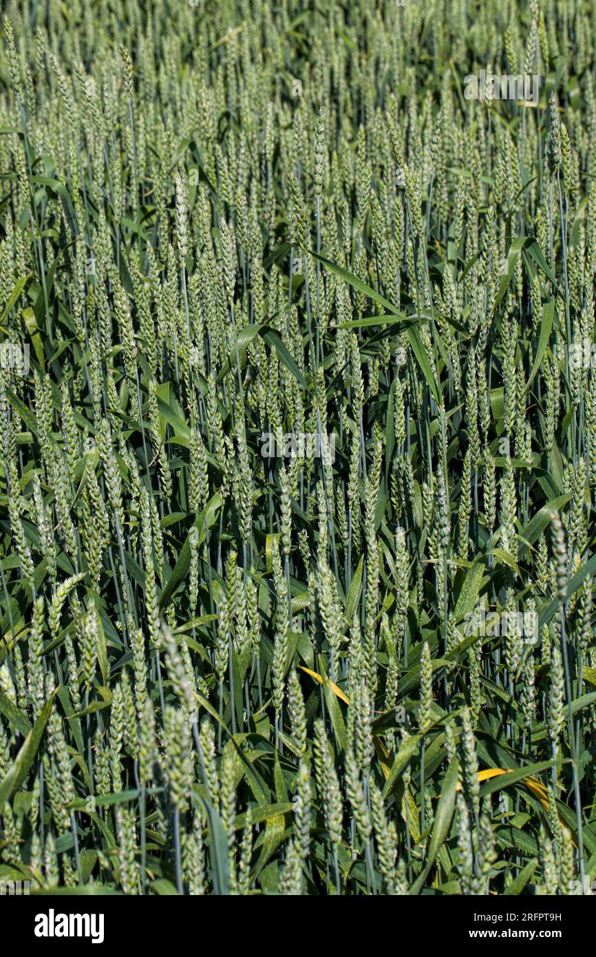 wheat field with green immature rye plants, agricultural field with ...