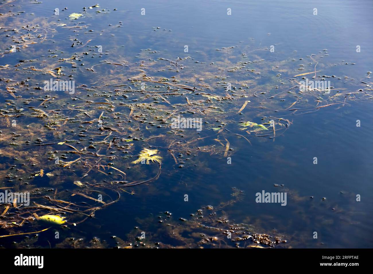 swampy area with different types of plants growing in water, summer ...