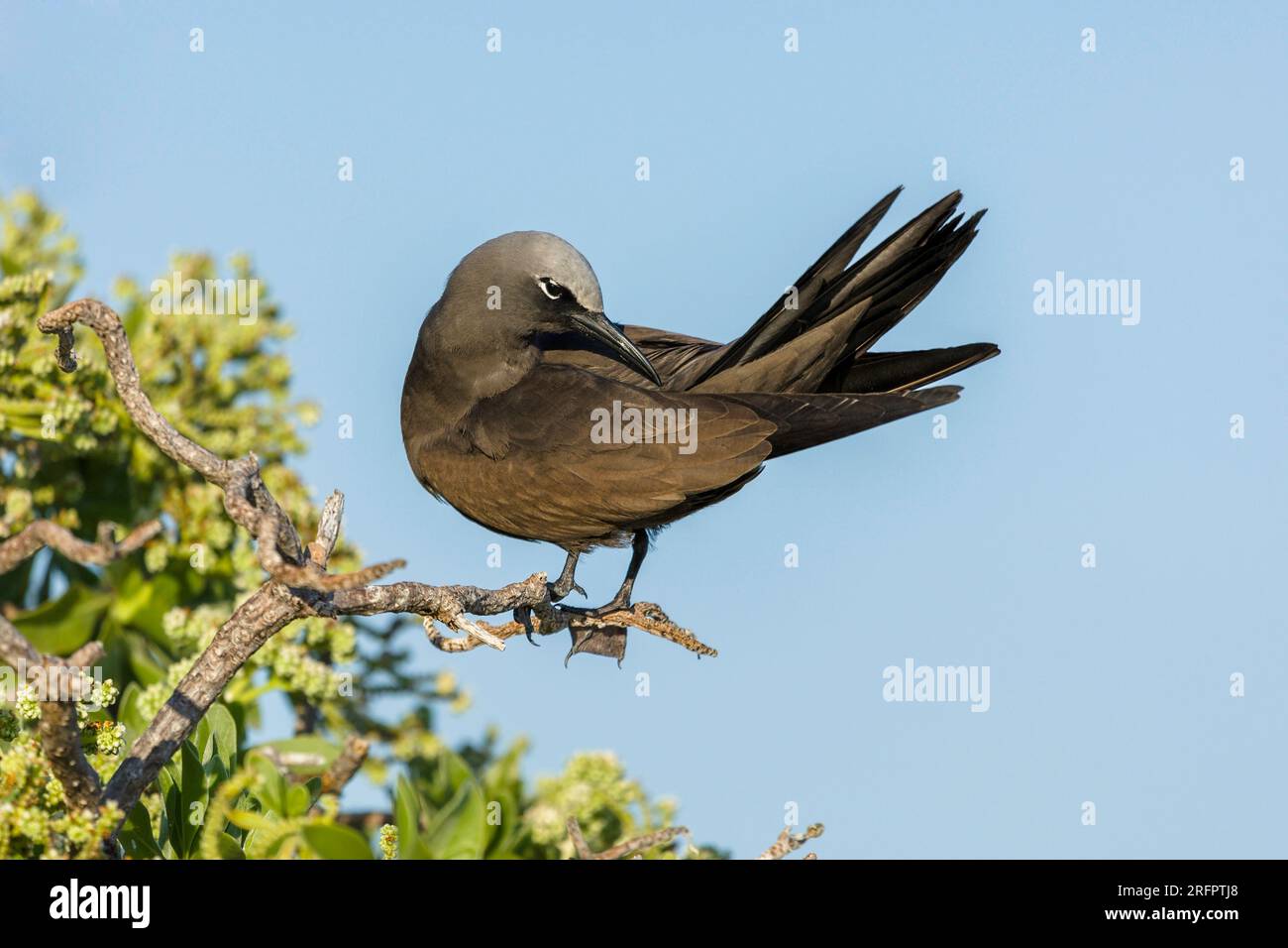 A Brown Noddy - Anous stolidu precariously balancing on a small branch ...