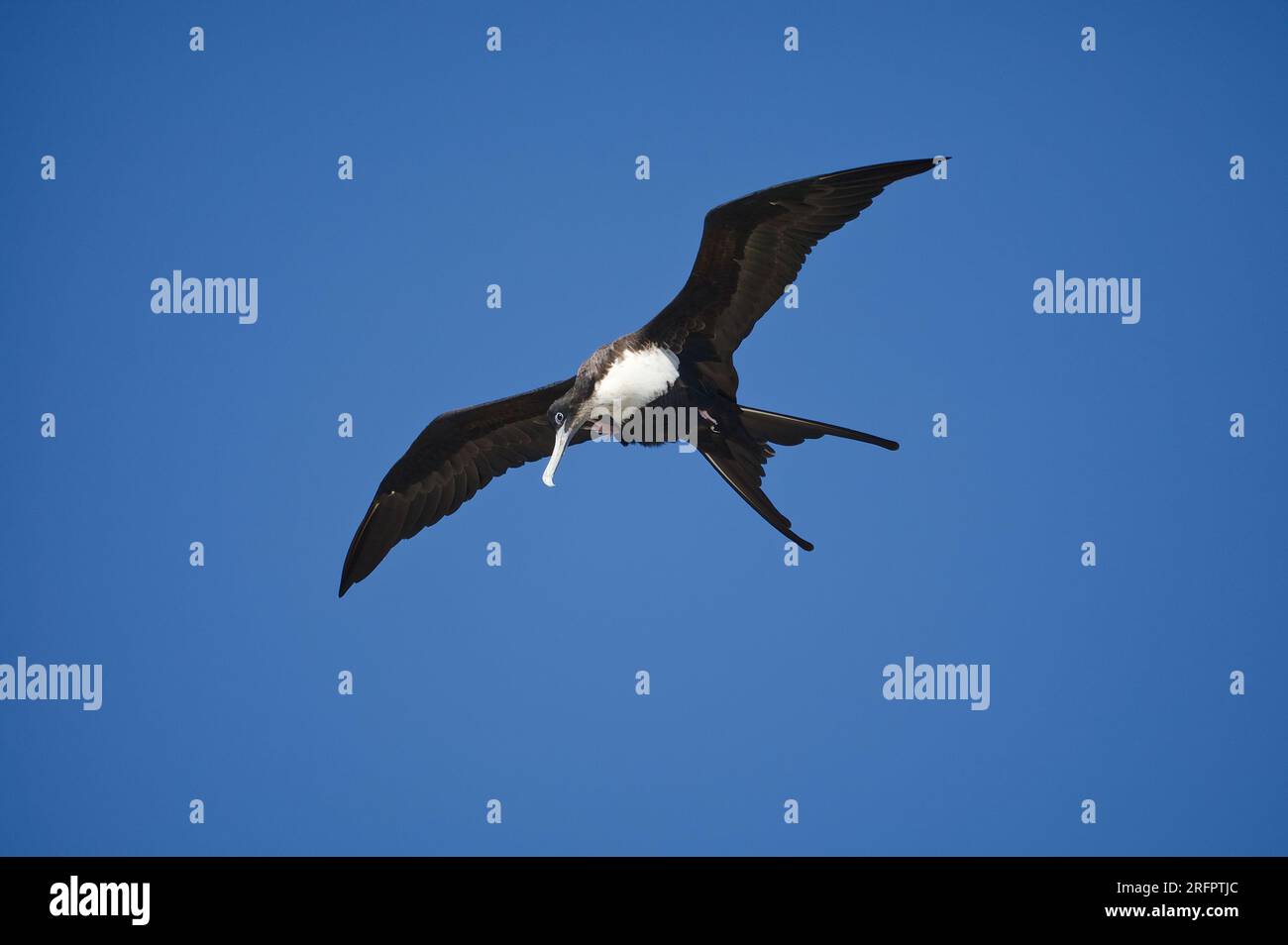 A lesser frigatebird - Fregata ariel soars through the clear blue skies ...