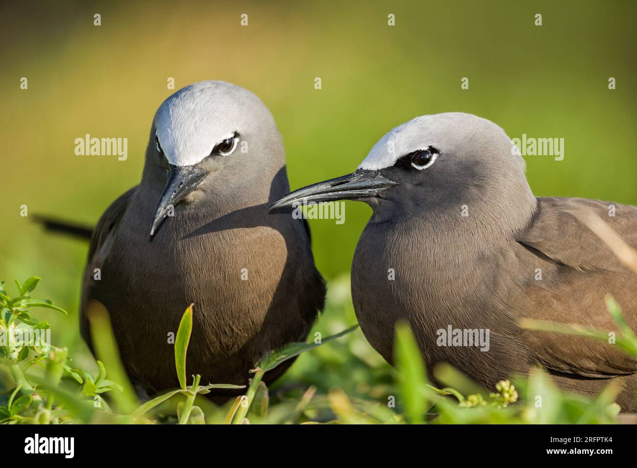 Warm green hues fill the background of a courting pair of common ...