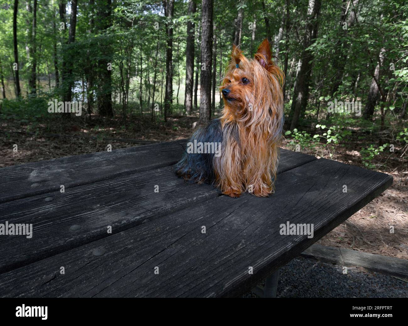 That look you get when your outdoor Yorkie hears something in the ...