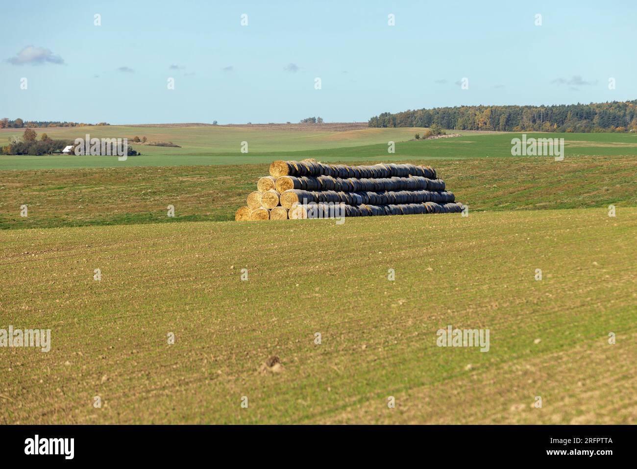 An agricultural field where wheat crops are harvested and straw stacks ...