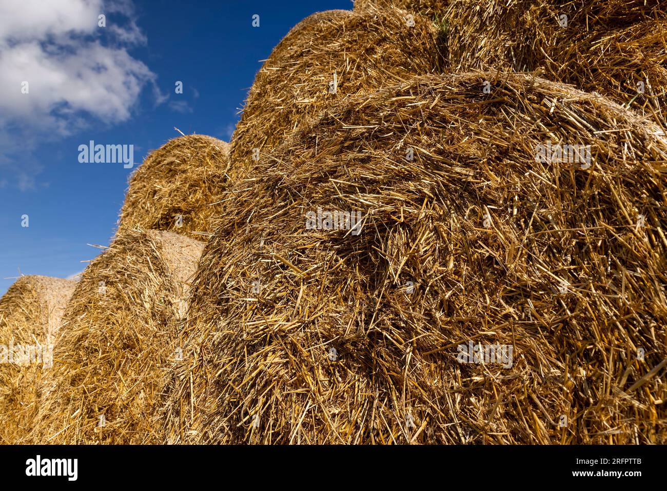 An agricultural field where wheat crops are harvested and straw stacks ...
