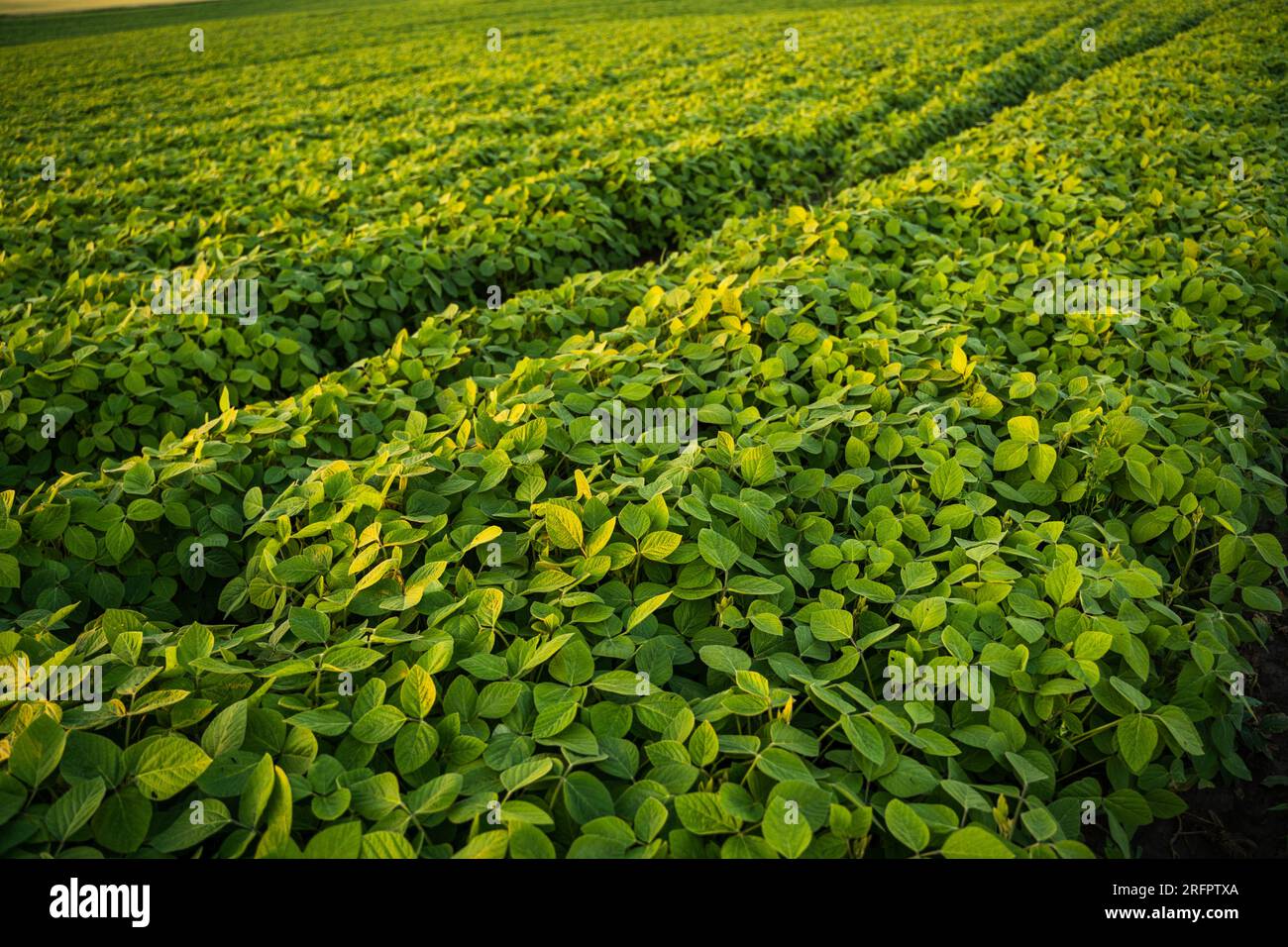 Agricultural plantation of soybean soy bean in sunset. Young soybeans ...
