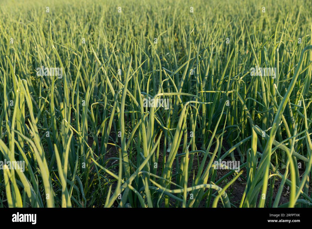 Green ripe onions in the field, ripe green onions ready for harvest ...