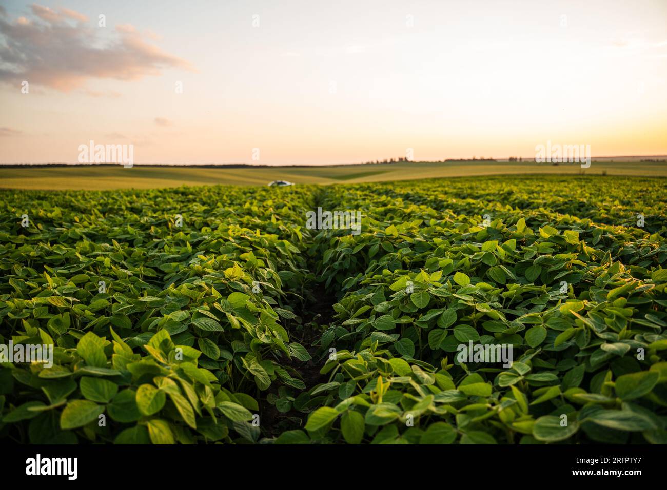 Close up soy bean leaves on a soybean farm plantation. Growing of soy ...