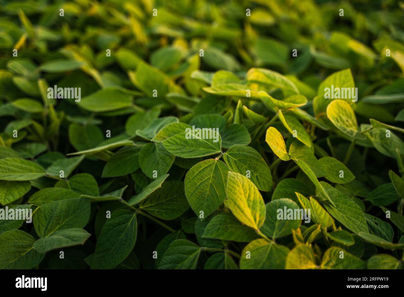 Close up soy bean leaves on a soybean farm plantation. Growing of soy ...