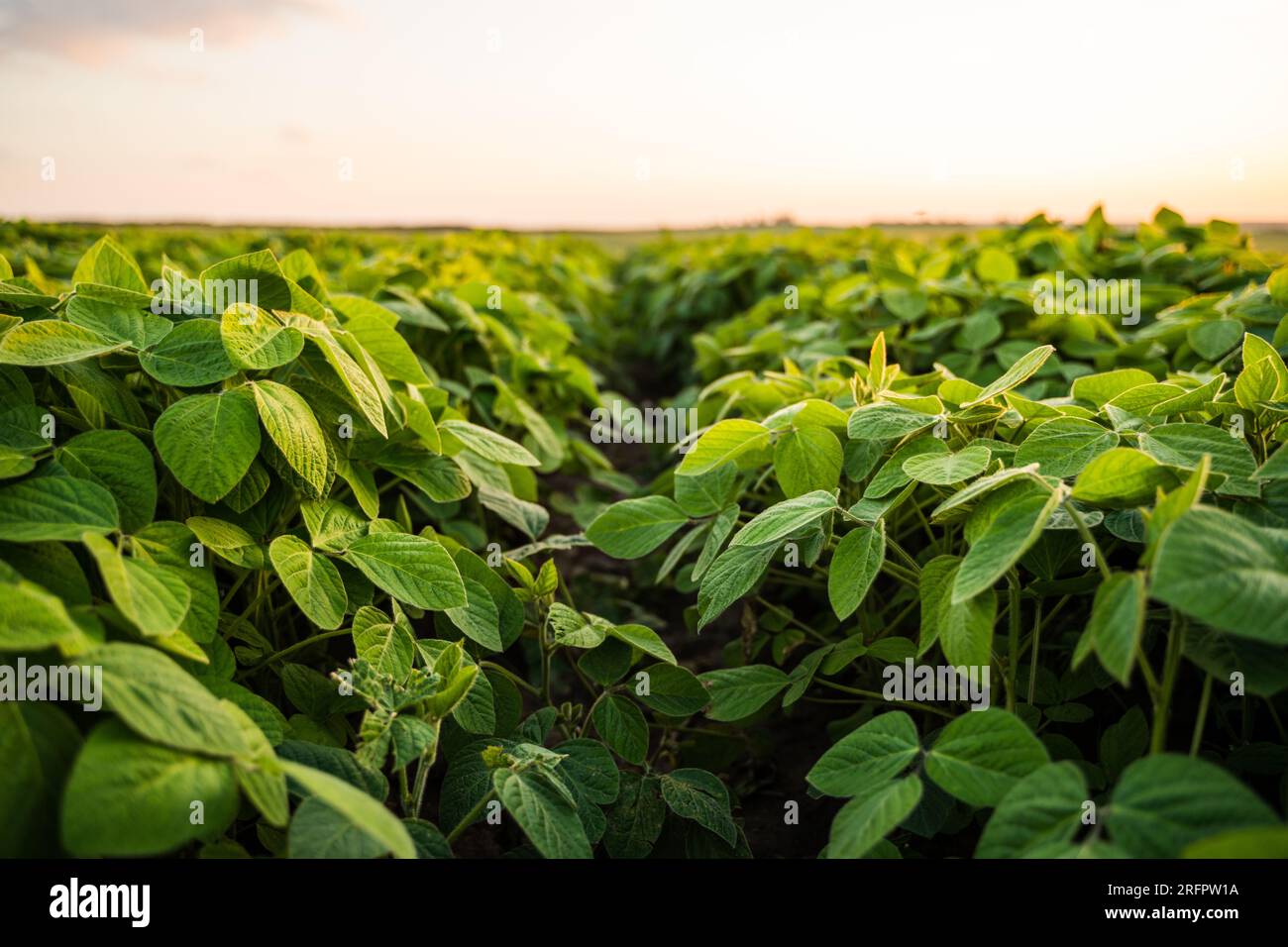 Landscape of soybean field at sunset. Soya bean sprout growing on an ...