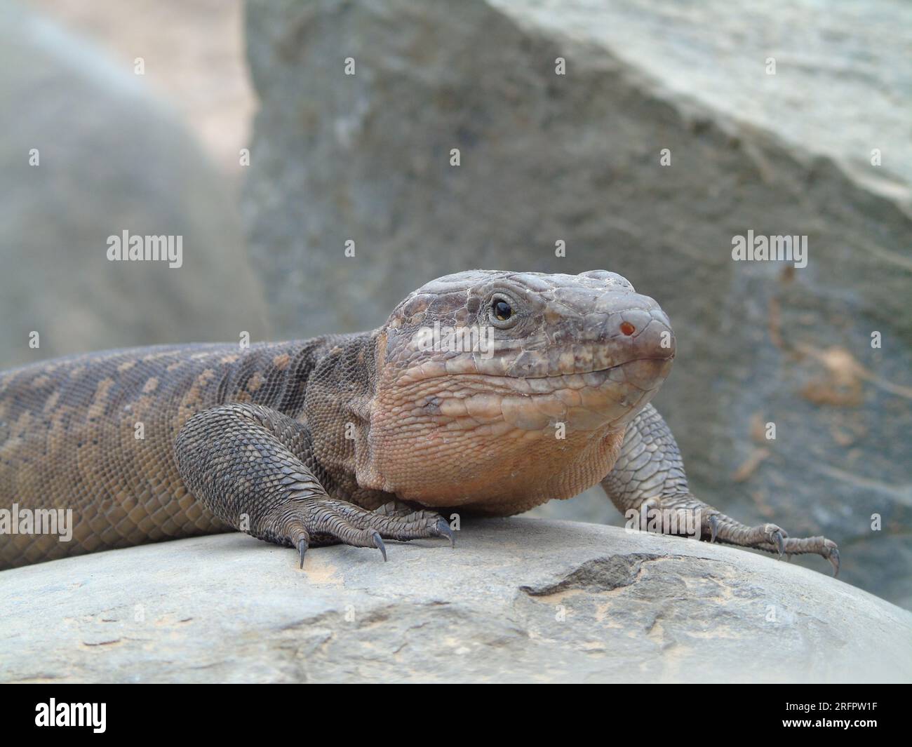 Side view of Gran Canaria giant lizard, Gallotia Stehlini, large ...
