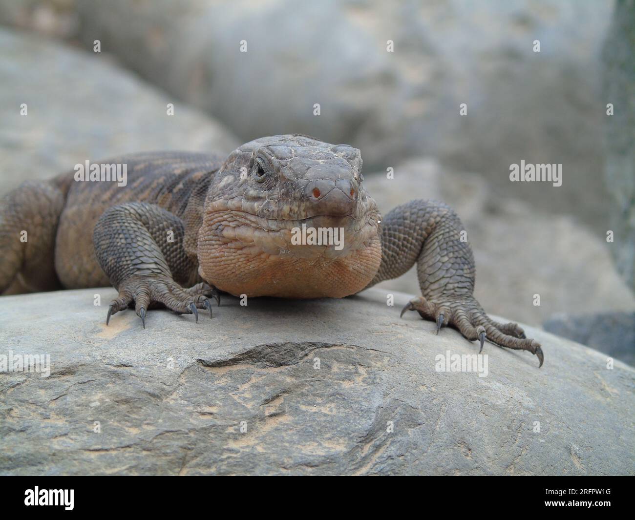 Gran Canaria giant lizard, Gallotia Stehlini, large endemic reptile ...