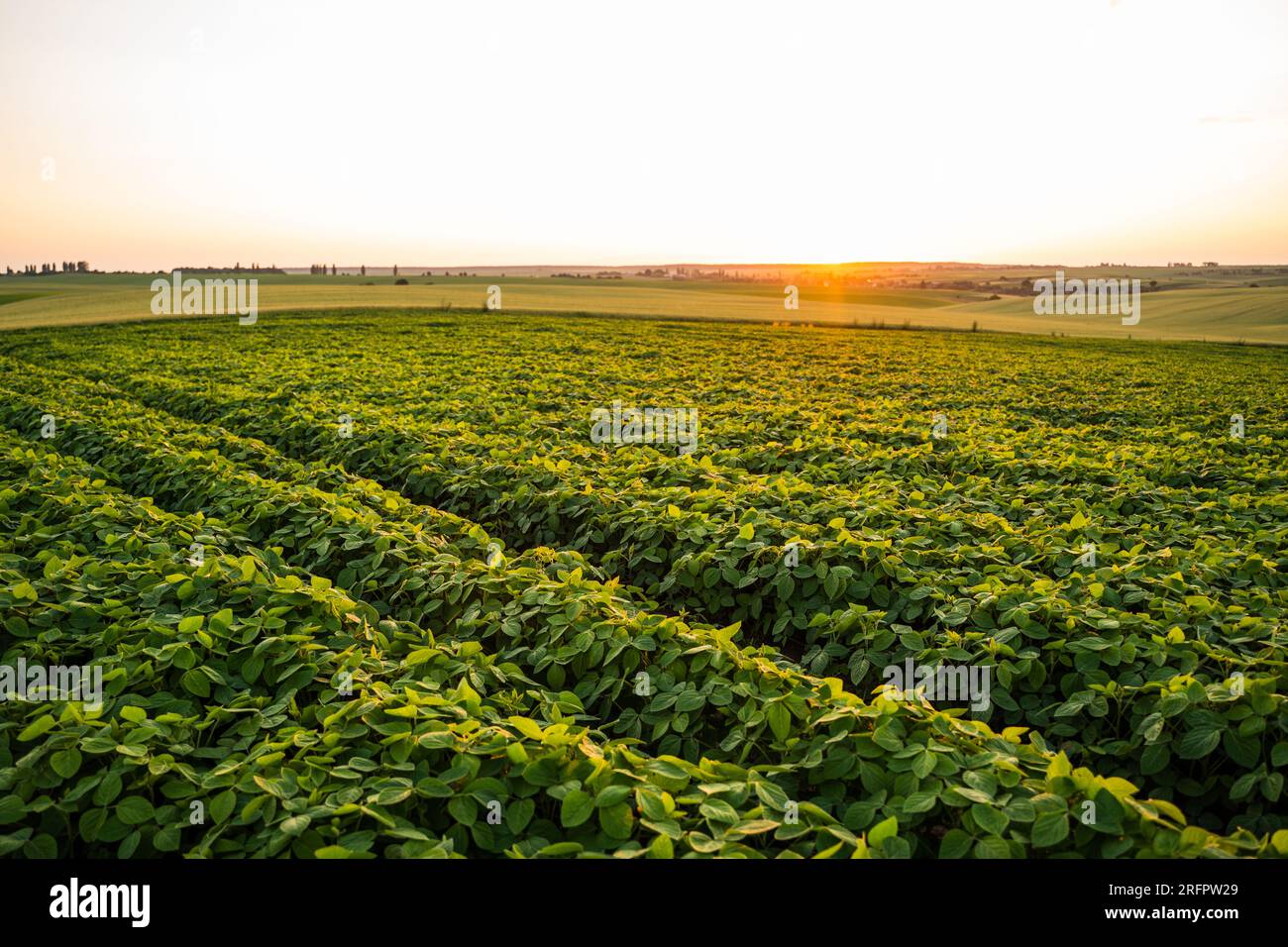 Rural landscape with fresh green soybean field. Soy bean, soya ...