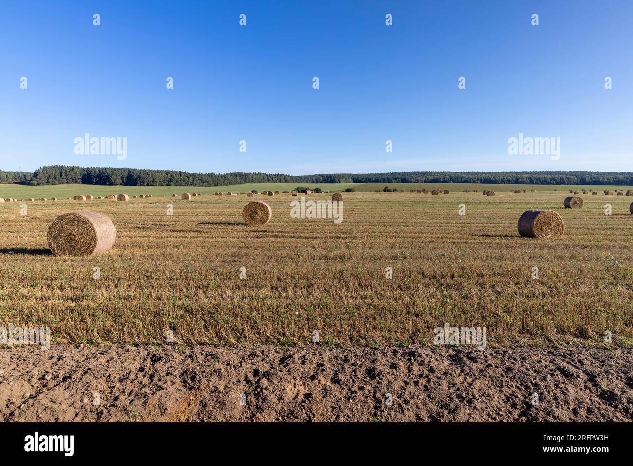 Yellow-golden straw on the field after harvesting in stacks, dry straw ...