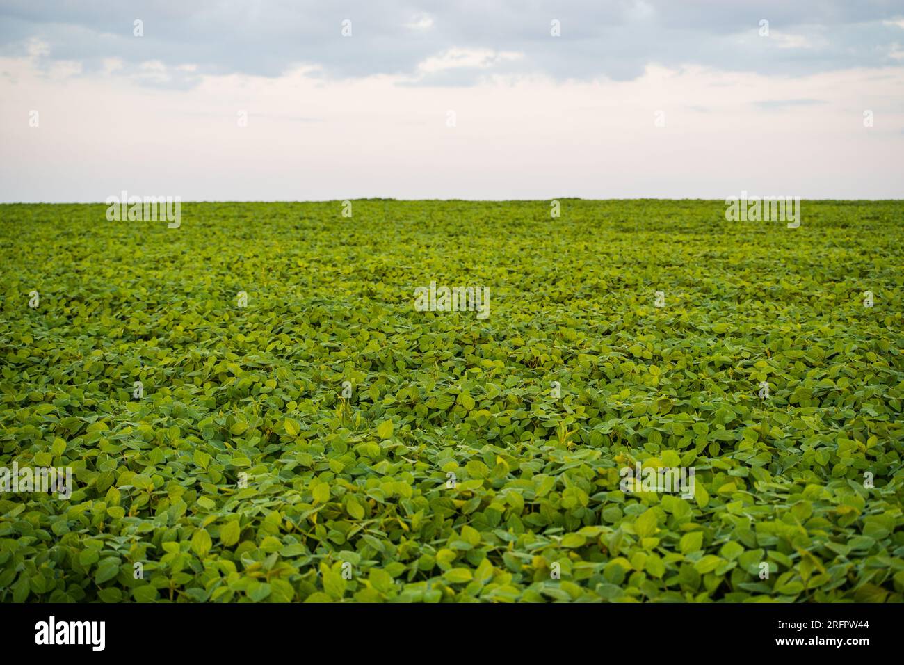 Landscape of soybean field at sunset. Soya bean sprout growing on an ...