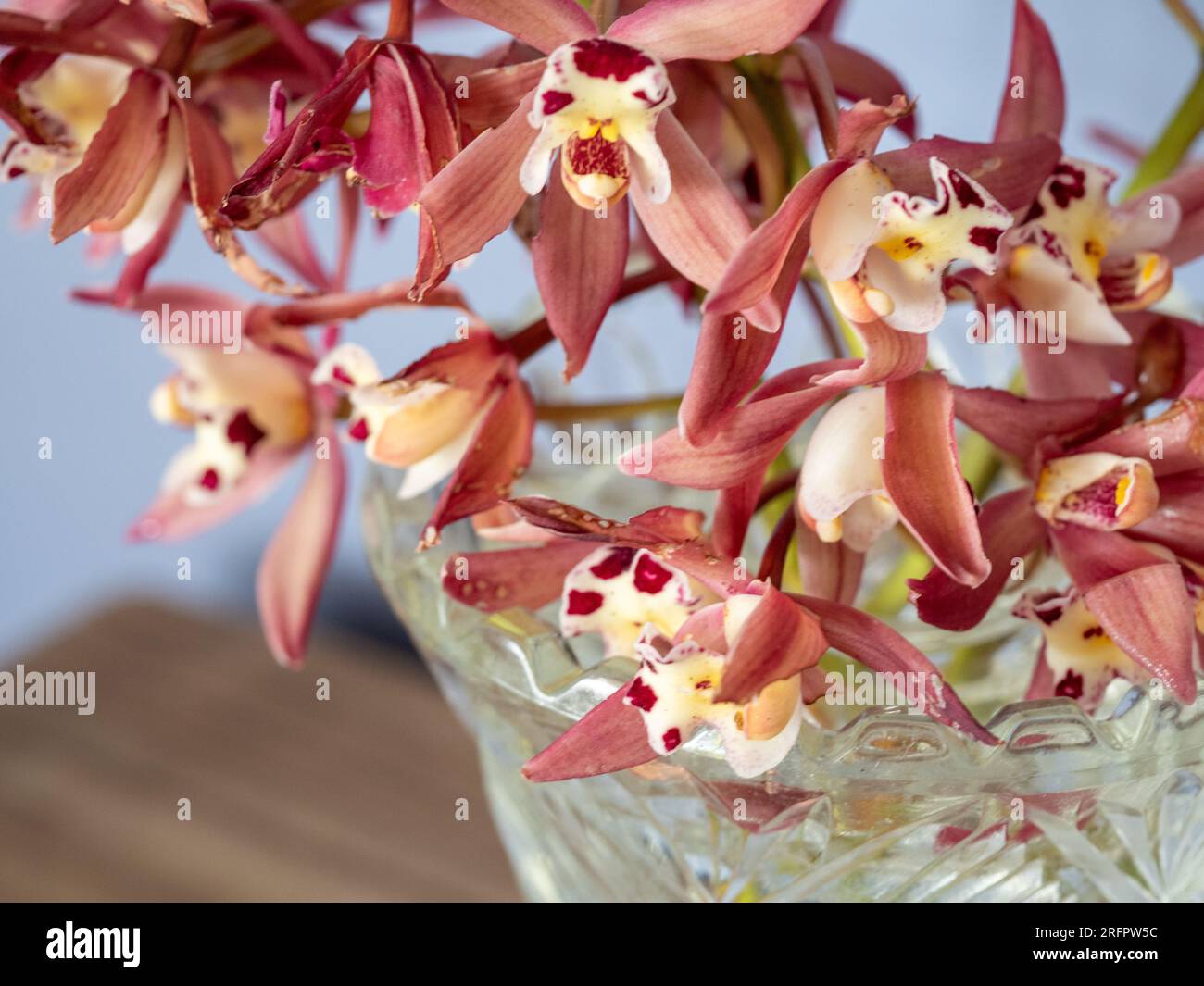 Cymbidium Orchids in a crystal vase, pinky red petals and creamy yellow ...