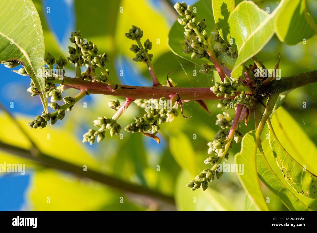 A stem of budding Mango tree flowers, green leaves Stock Photo - Alamy