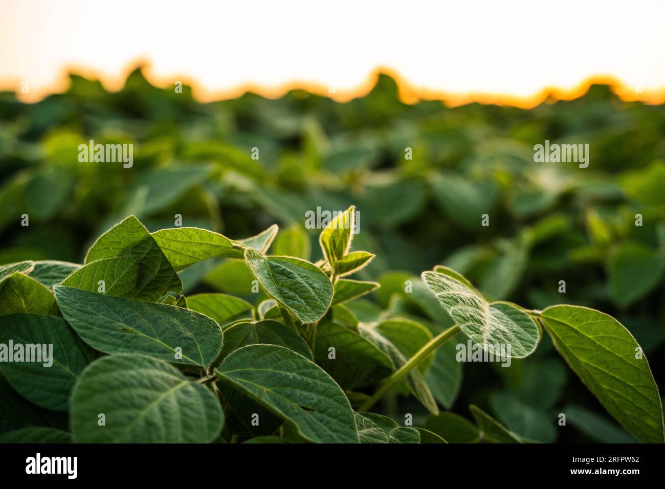 Soybean plantation on agriculture farm. Soybean leaf, soy bean, soya ...