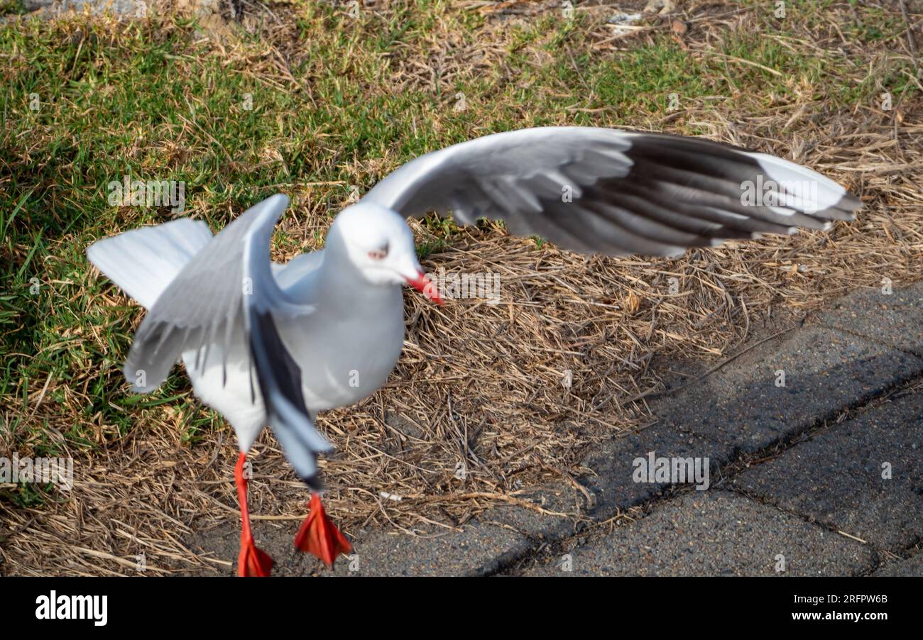 An Australian Silver gull seagull jumping, just about to touch the ...