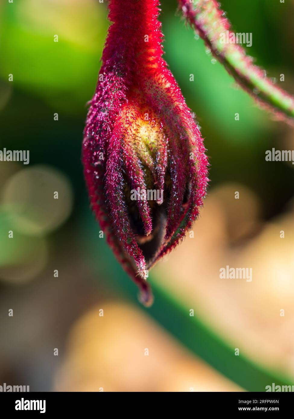 Budding Flower of the Kangaroo Paw plant, Anigozanthos Manglesii ‘The ...