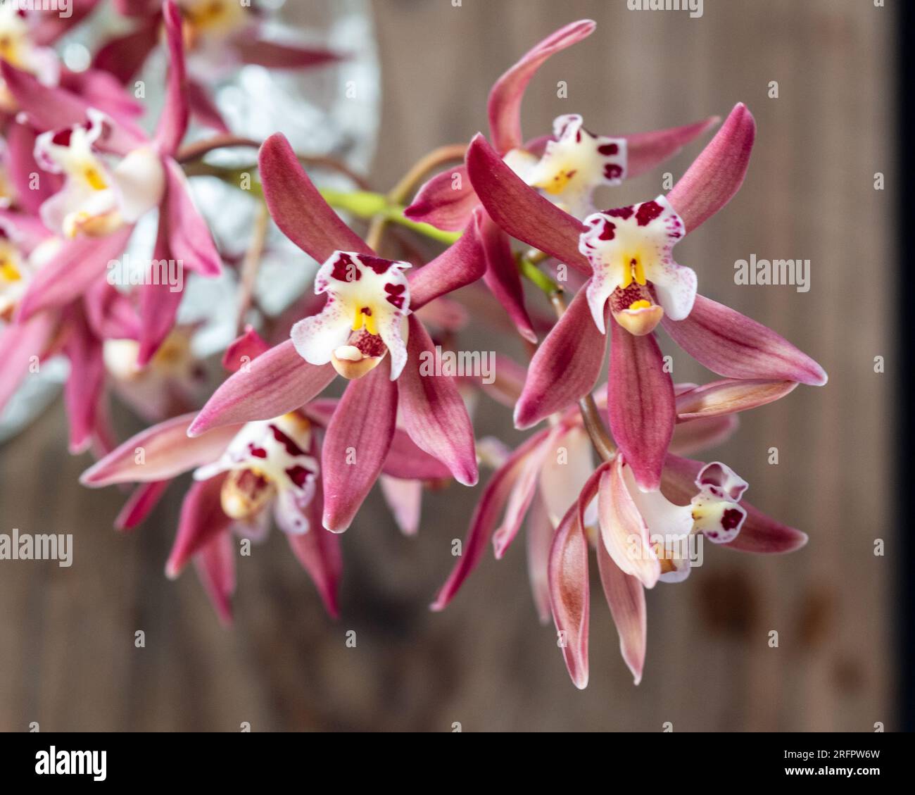 White Cymbidium Orchid Stem