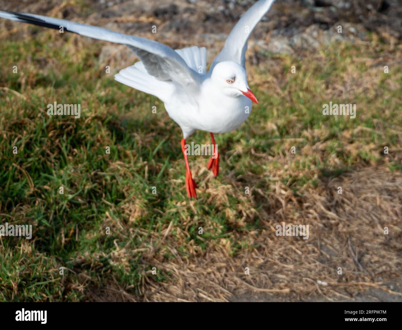 An Australian Silver gull seagull jumping, mid air pose, wings lifted ...