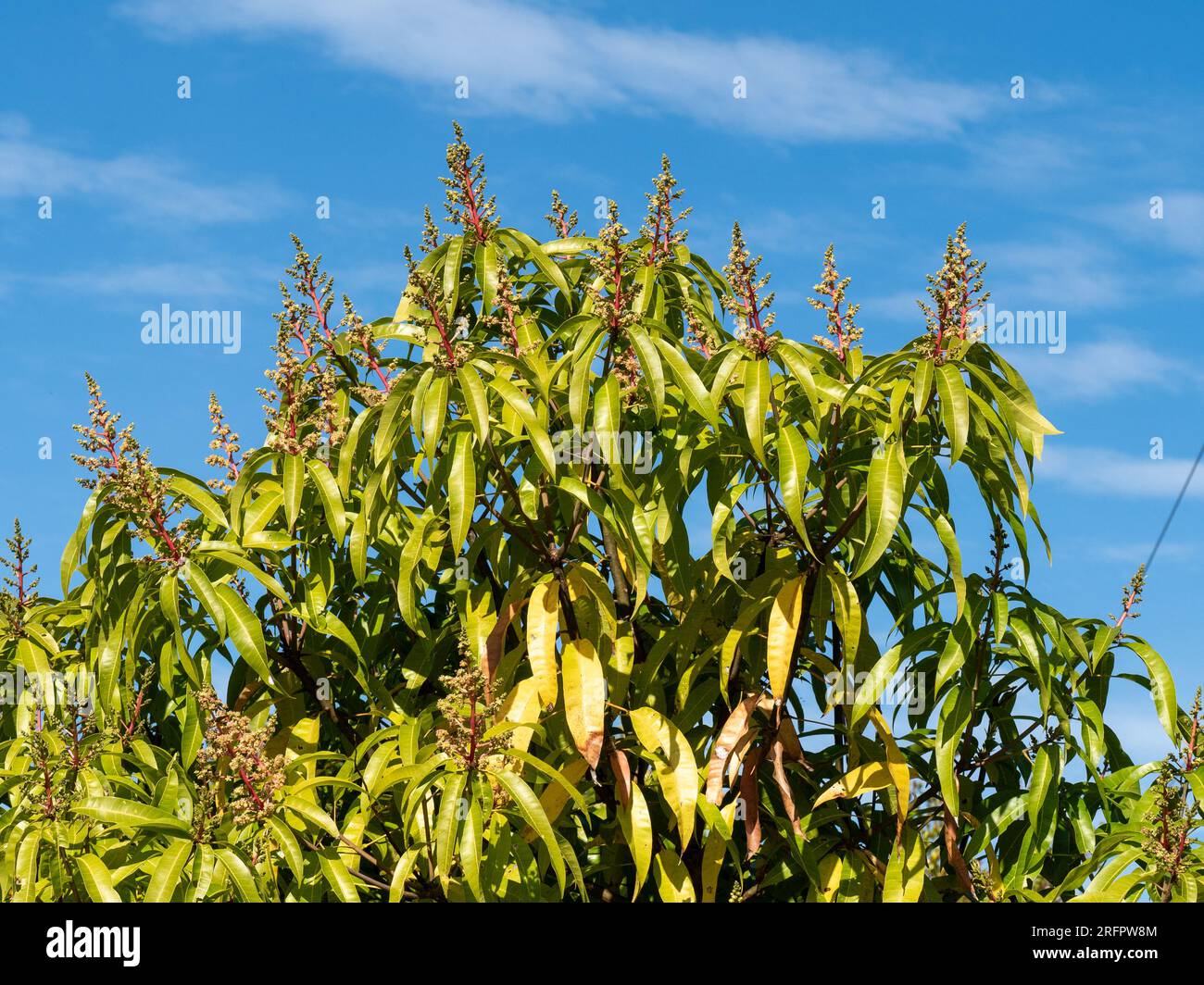 The topcanopy of a flowering Mango tree in an Australian coastal garden ...