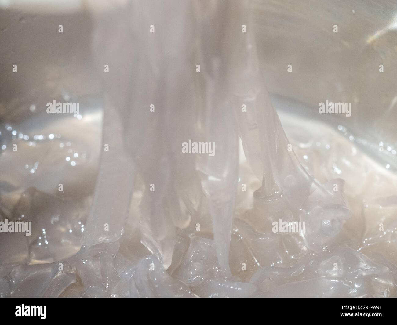 Cooking clear white shiny Glass Noodles, lifted up in a saucepan of ...