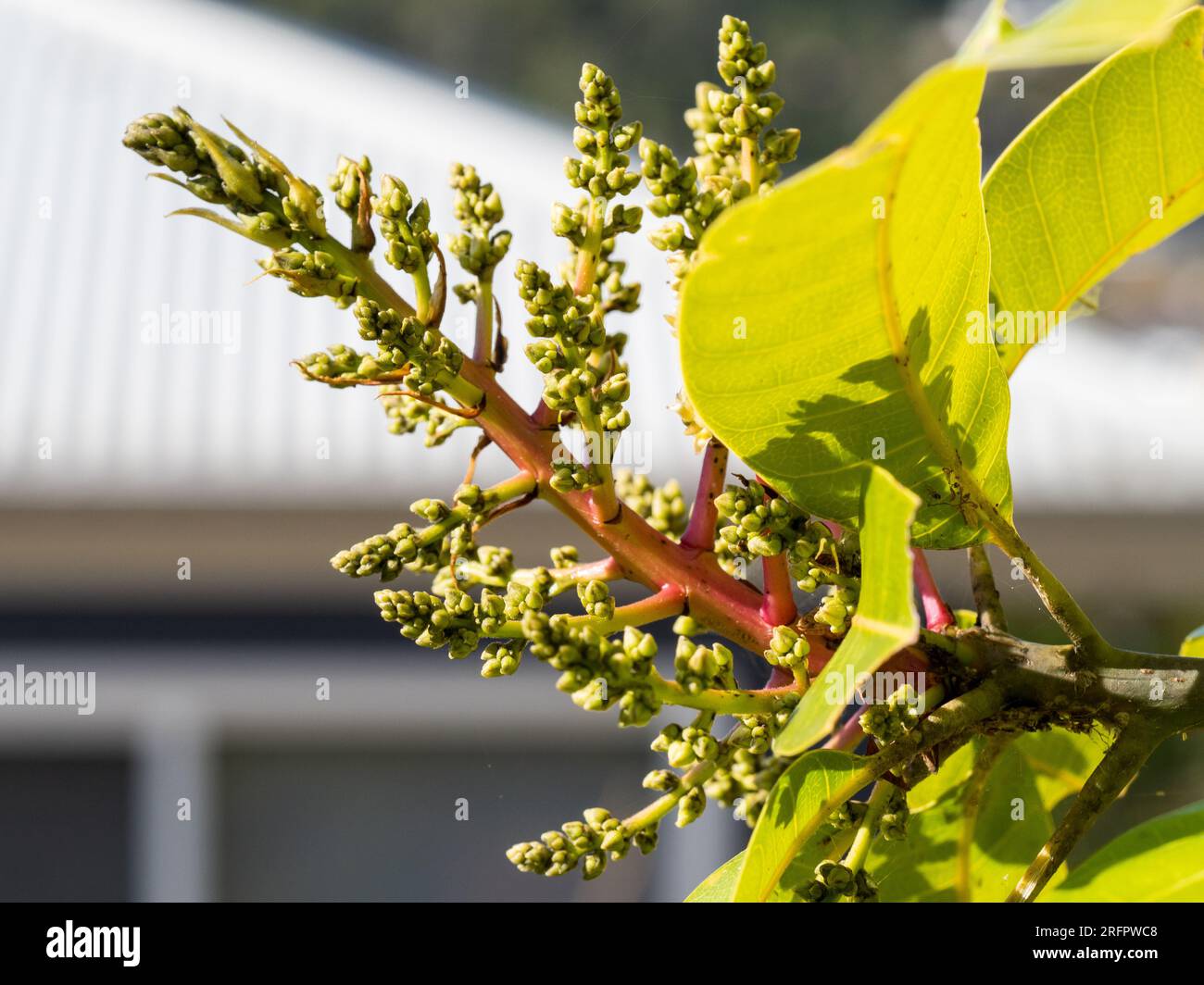 A pink stem of budding Mango tree flowers and green leaves, Australian ...