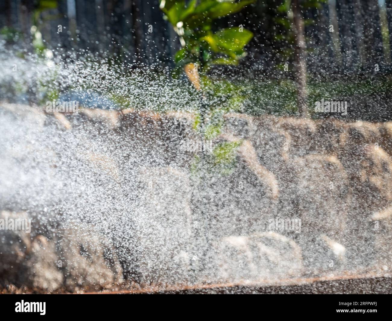 Watering the garden, water spraying in thousands of droplets from the ...