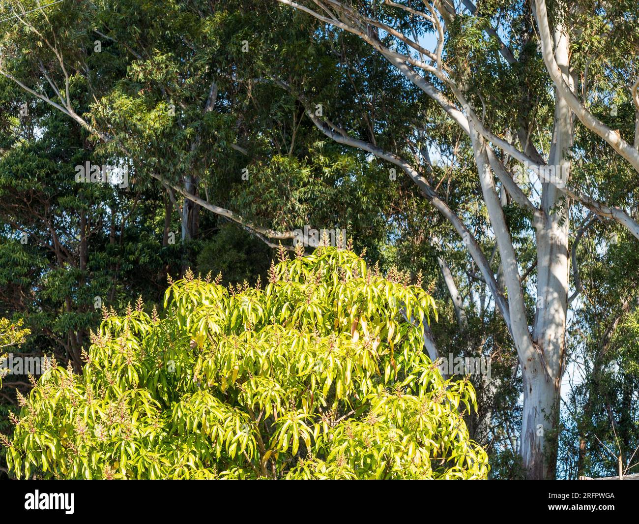 The top of a leafy green Mango tree with budding flowers against Gum ...