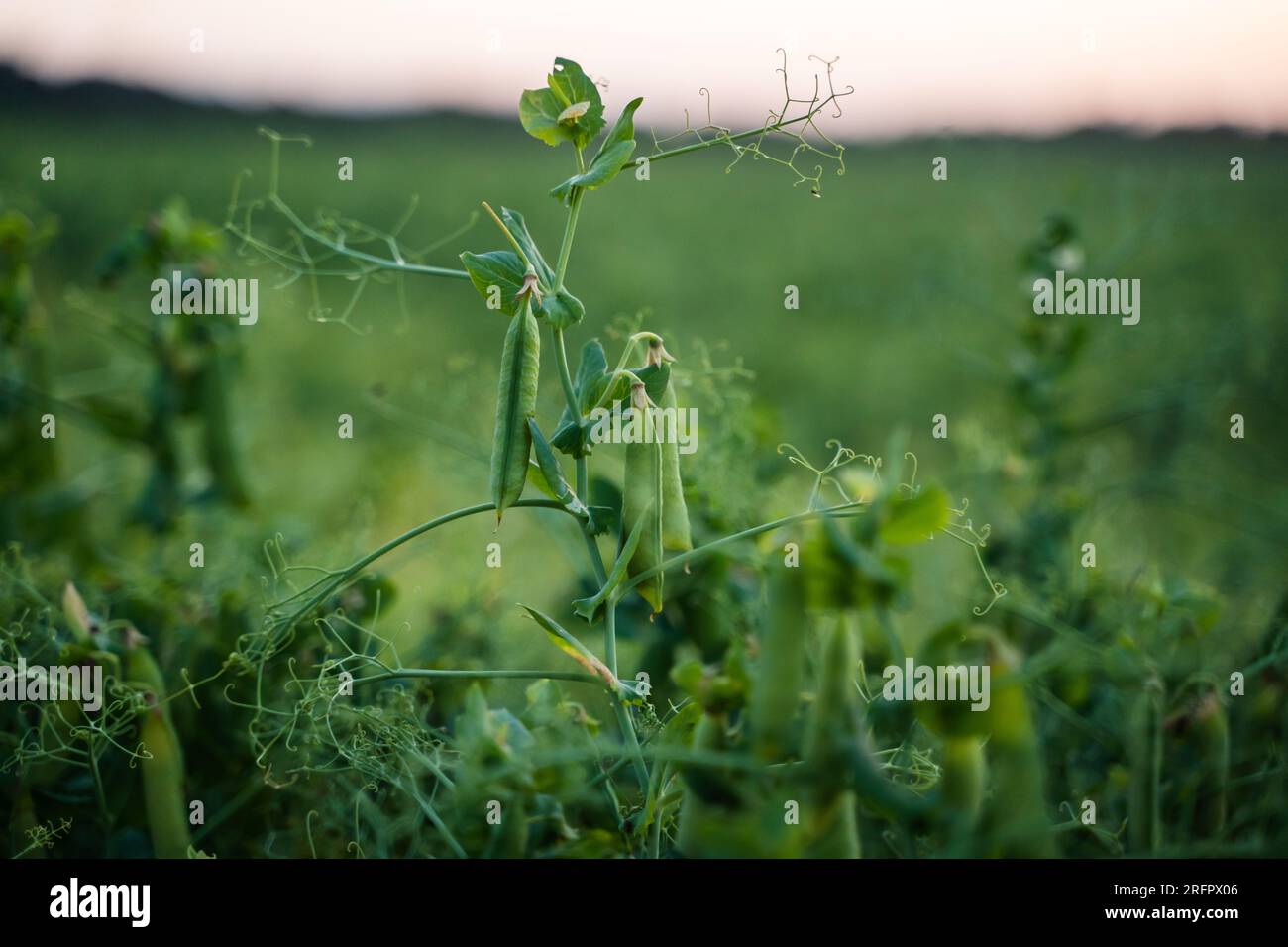 Peas field. Close up mature pods of peas ready to harvest. Gardening ...