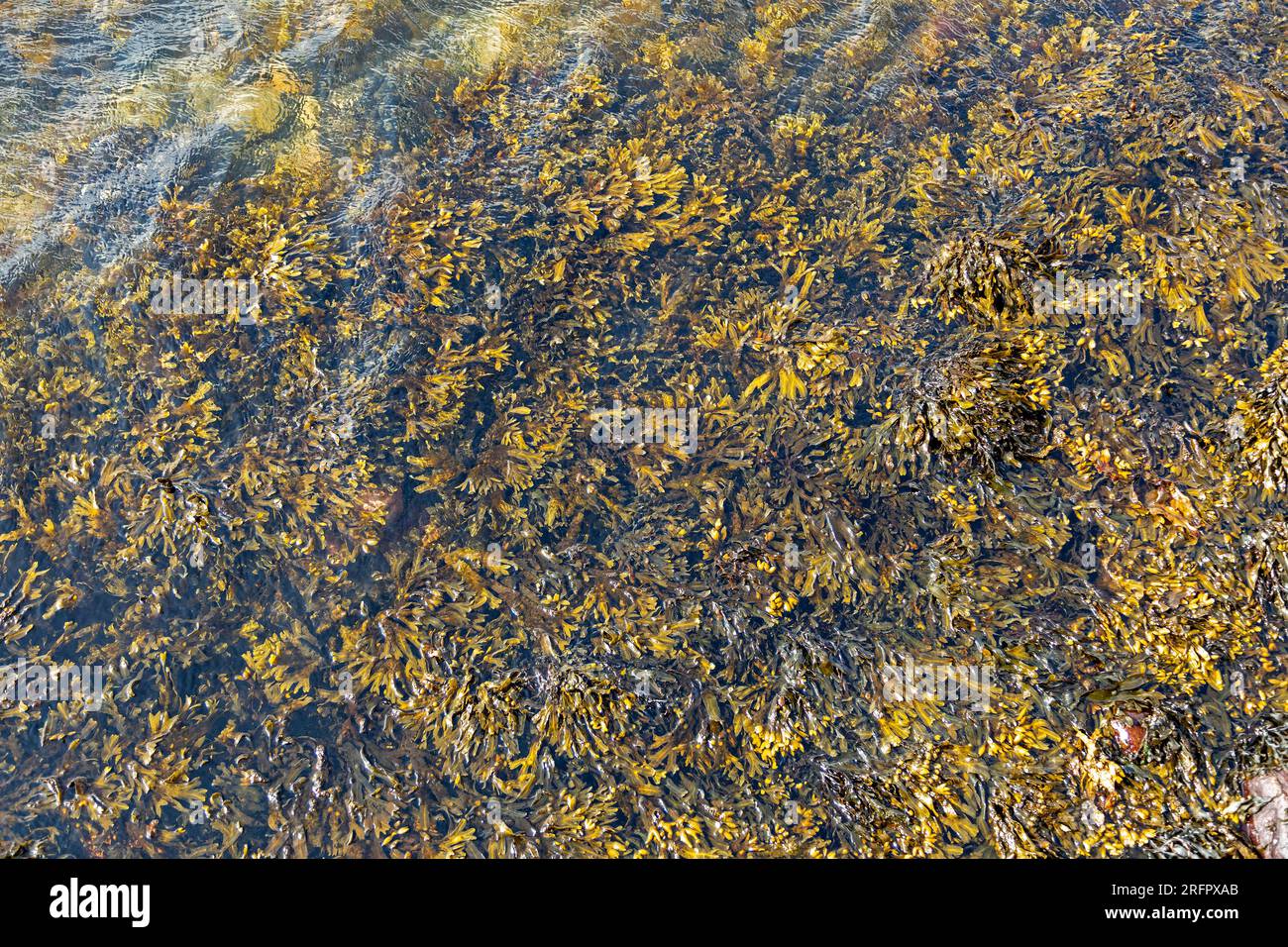 Fucus Gardneri Slide