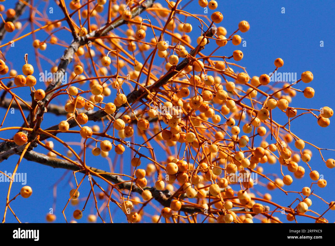 Yellow syringa fruit with a blue- sky background Stock Photo - Alamy