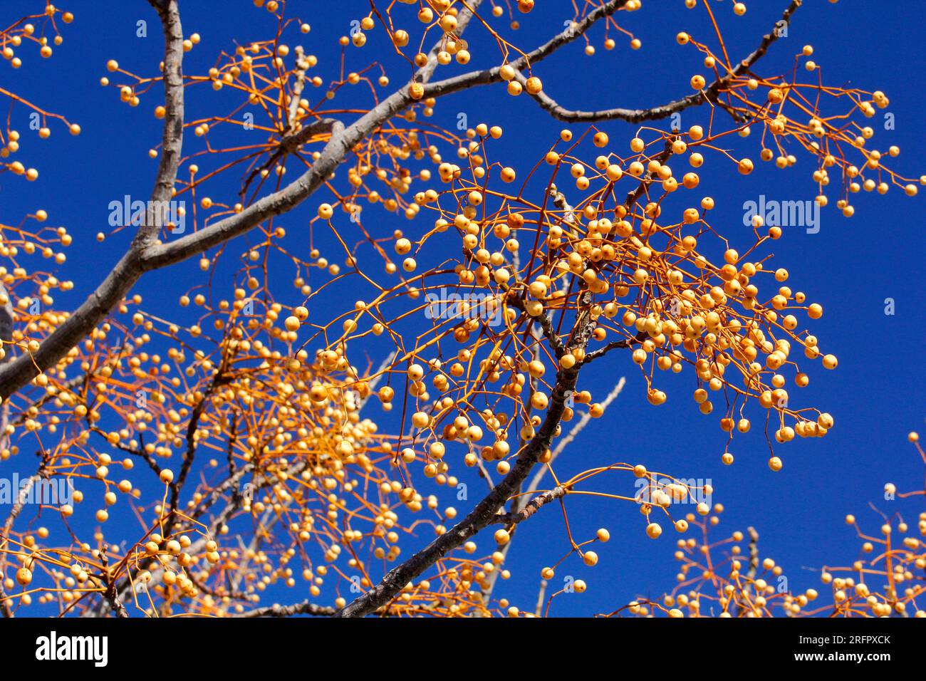 Syringa berry tree hi-res stock photography and images - Alamy