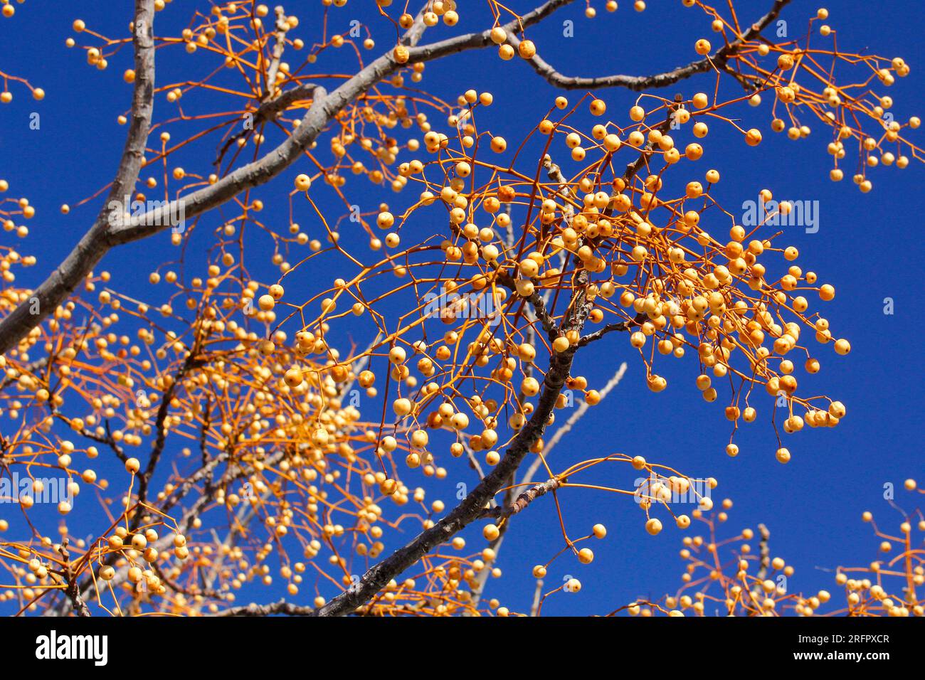Yellow syringa fruit with a blue- sky background Stock Photo - Alamy