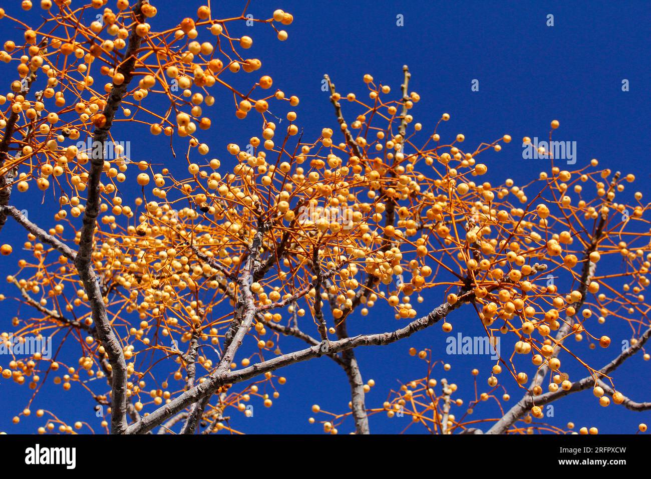 Yellow syringa fruit with a blue- sky background Stock Photo - Alamy