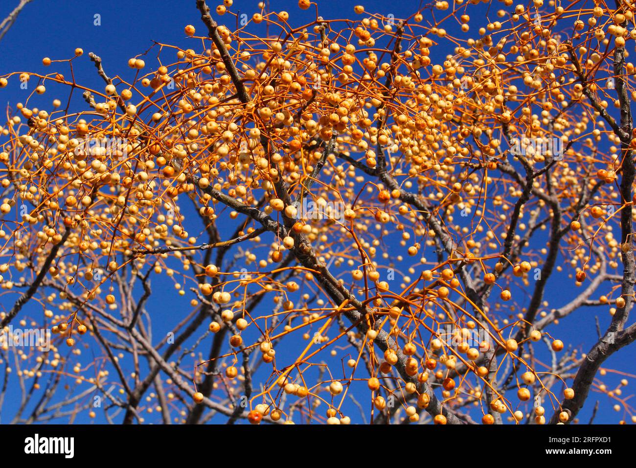 Mahogany tree africa hi-res stock photography and images - Alamy