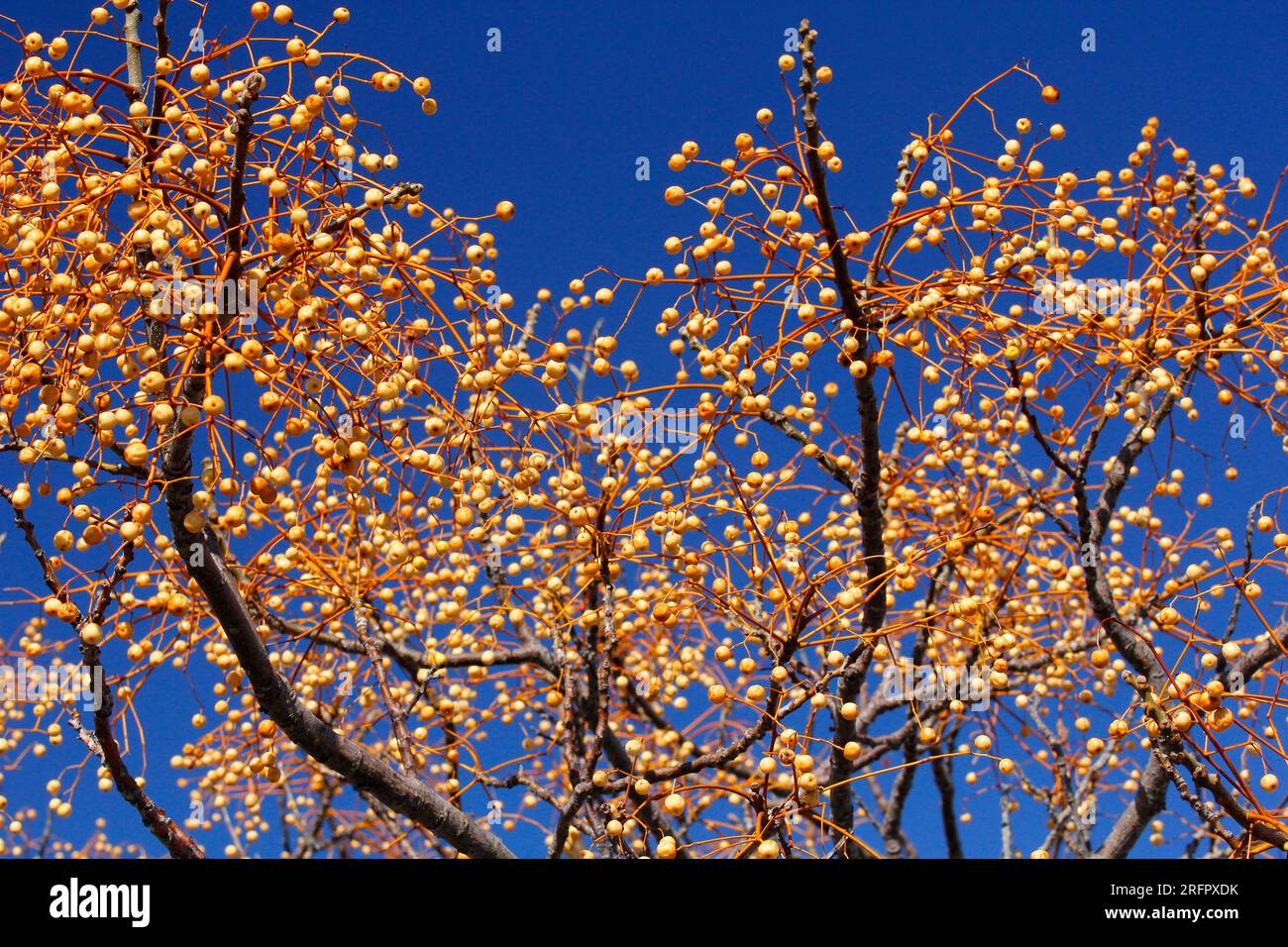 Yellow syringa fruit with a blue- sky background Stock Photo - Alamy