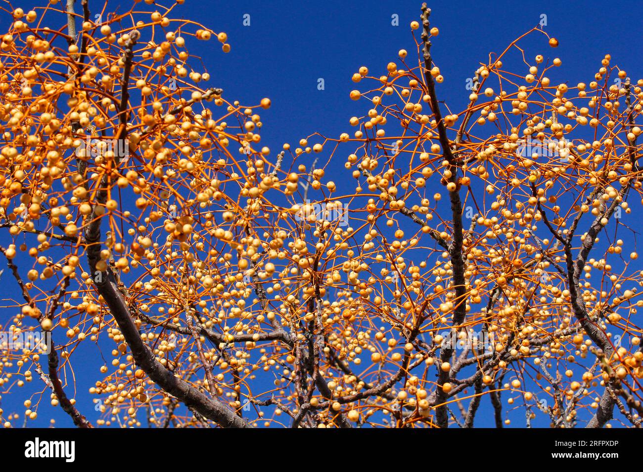 Yellow syringa fruit with a blue- sky background Stock Photo - Alamy