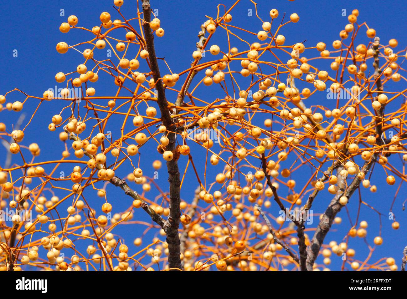 Mahogany tree africa hi-res stock photography and images - Alamy