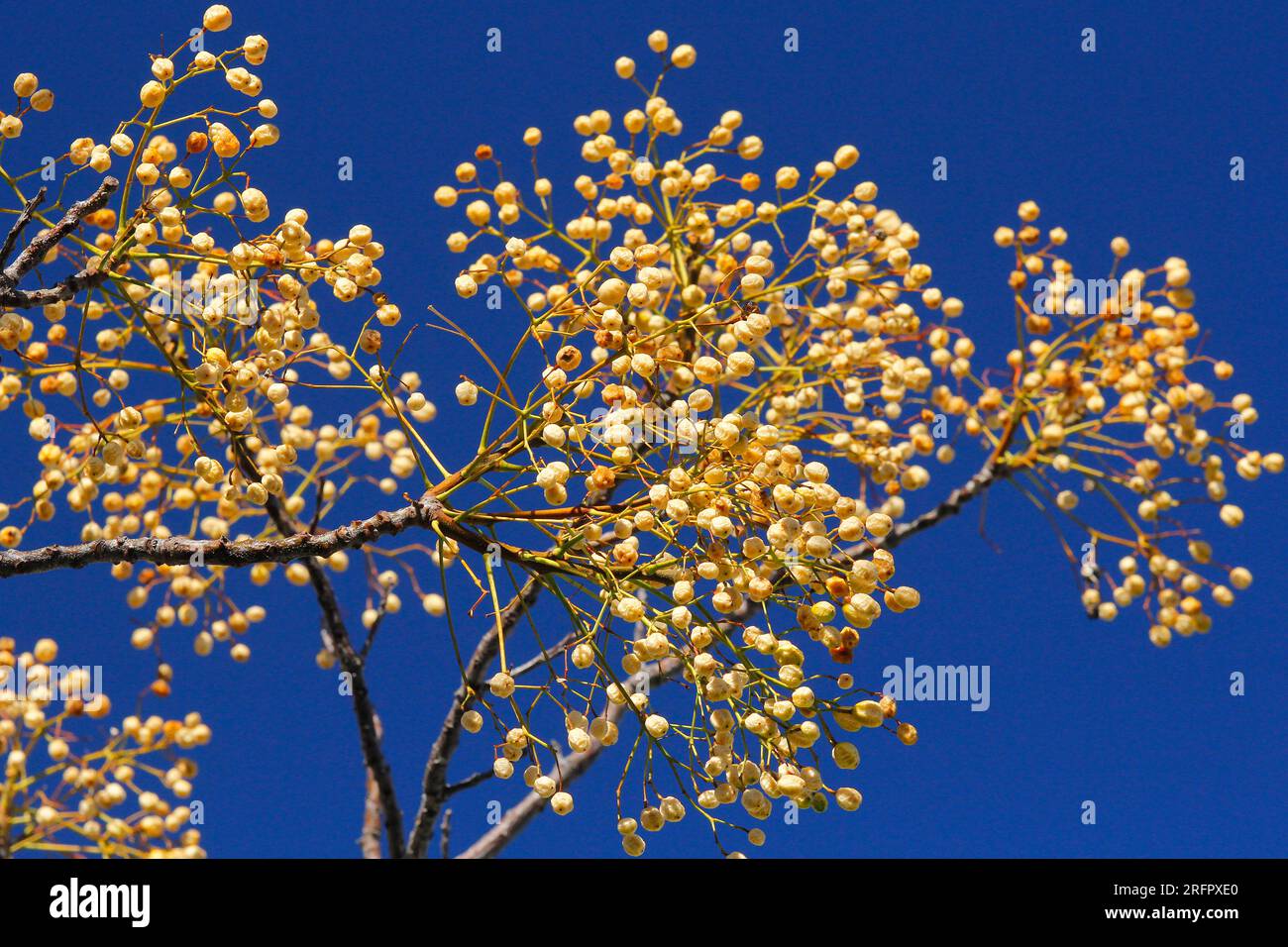 Yellow syringa fruit with a blue- sky background Stock Photo - Alamy