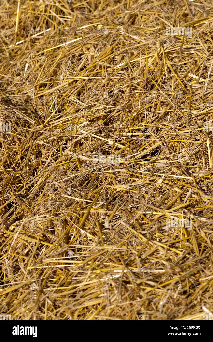 Yellow-golden straw in the field after harvesting, dry straw after ...