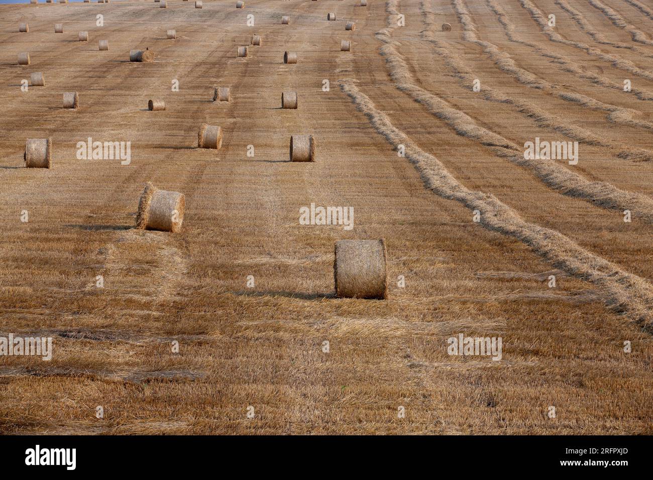 Straw stacks lying in the field after harvesting cereals, wheat straw ...