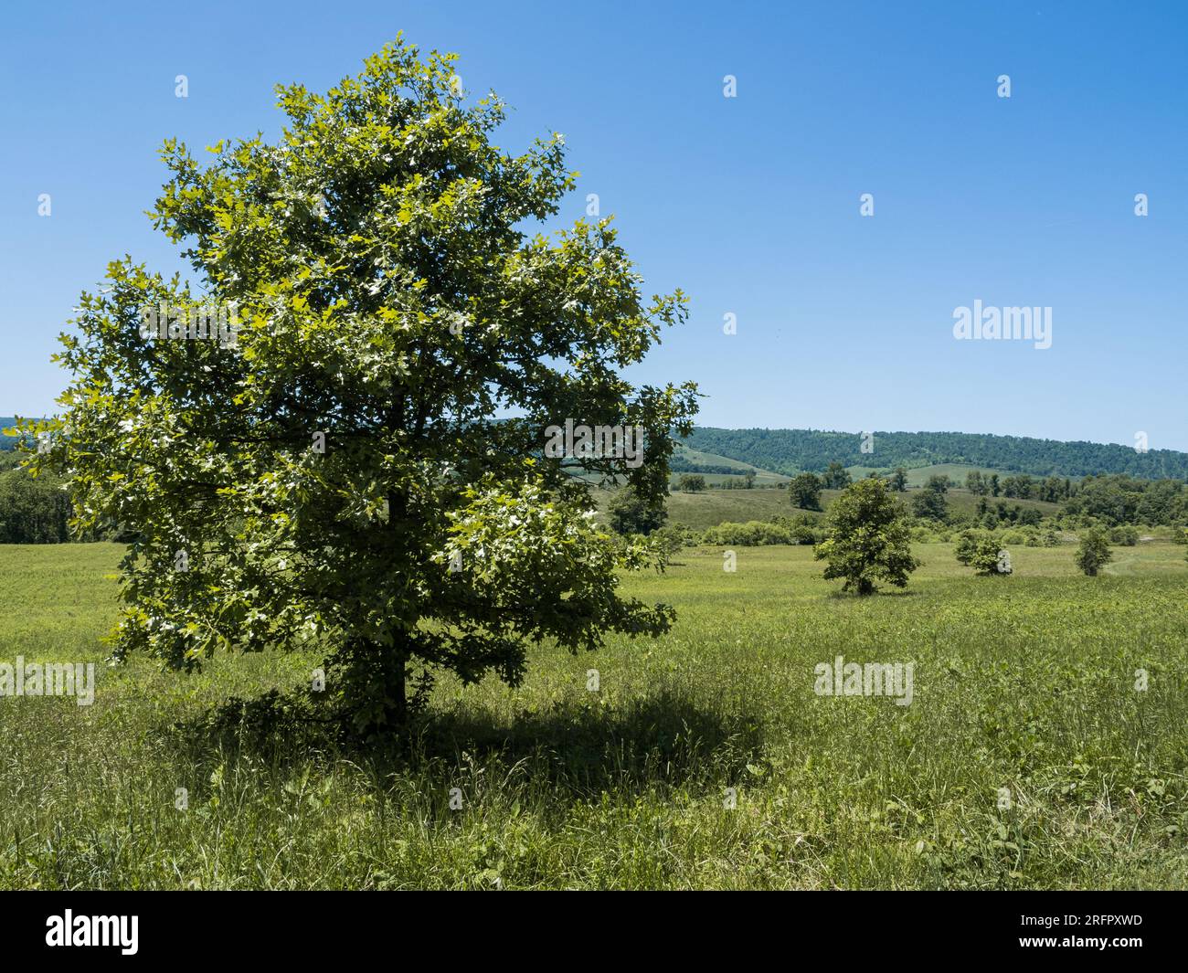 At Sky Meadows State Park, Virginia, USA, a serene meadow unfolds ...