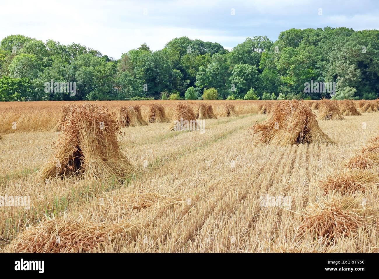 Stooks of straw standing and drying in a stubble field. The dry straw ...