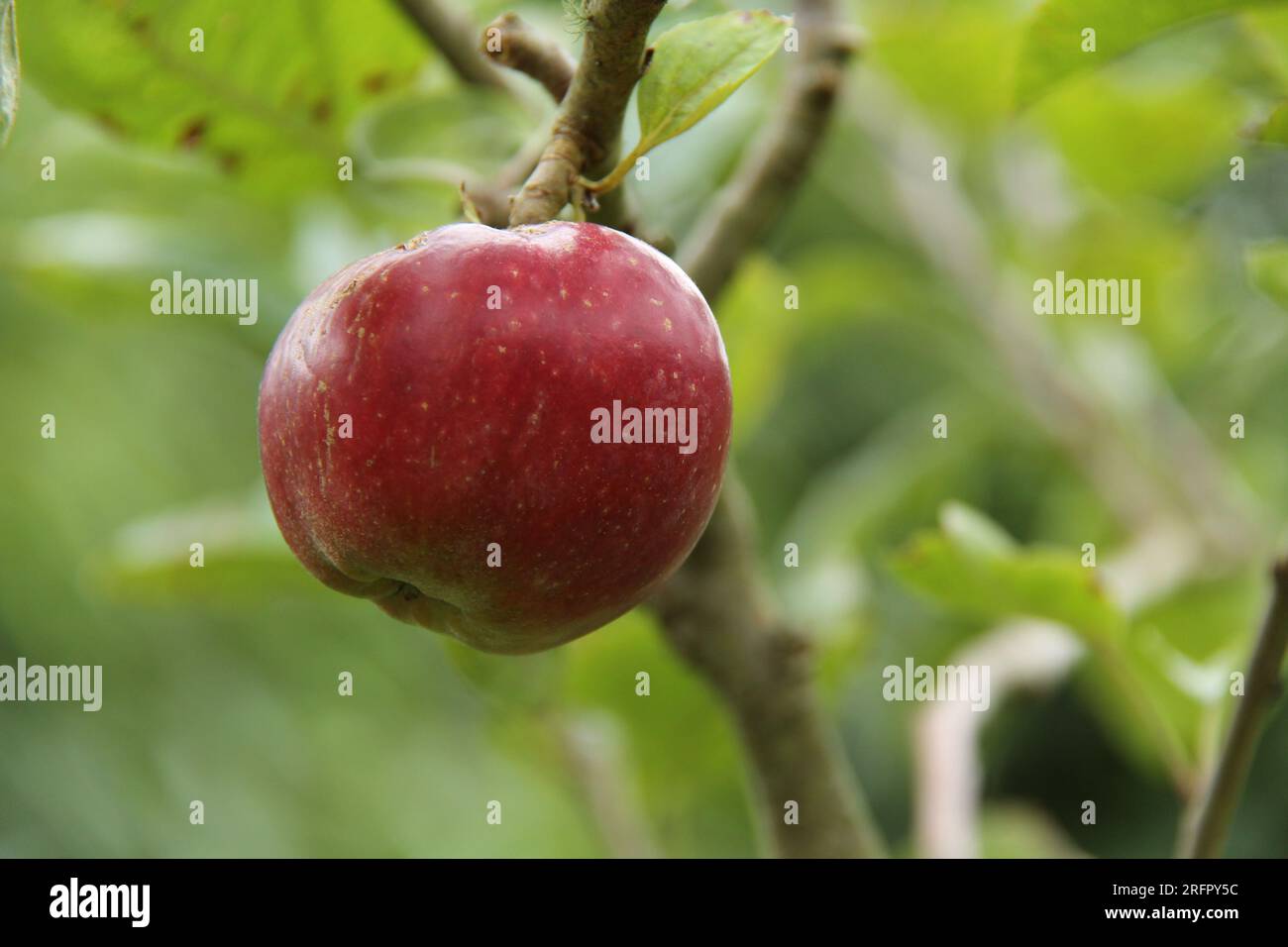 Beautiful ripe red apple hanging hi-res stock photography and images ...