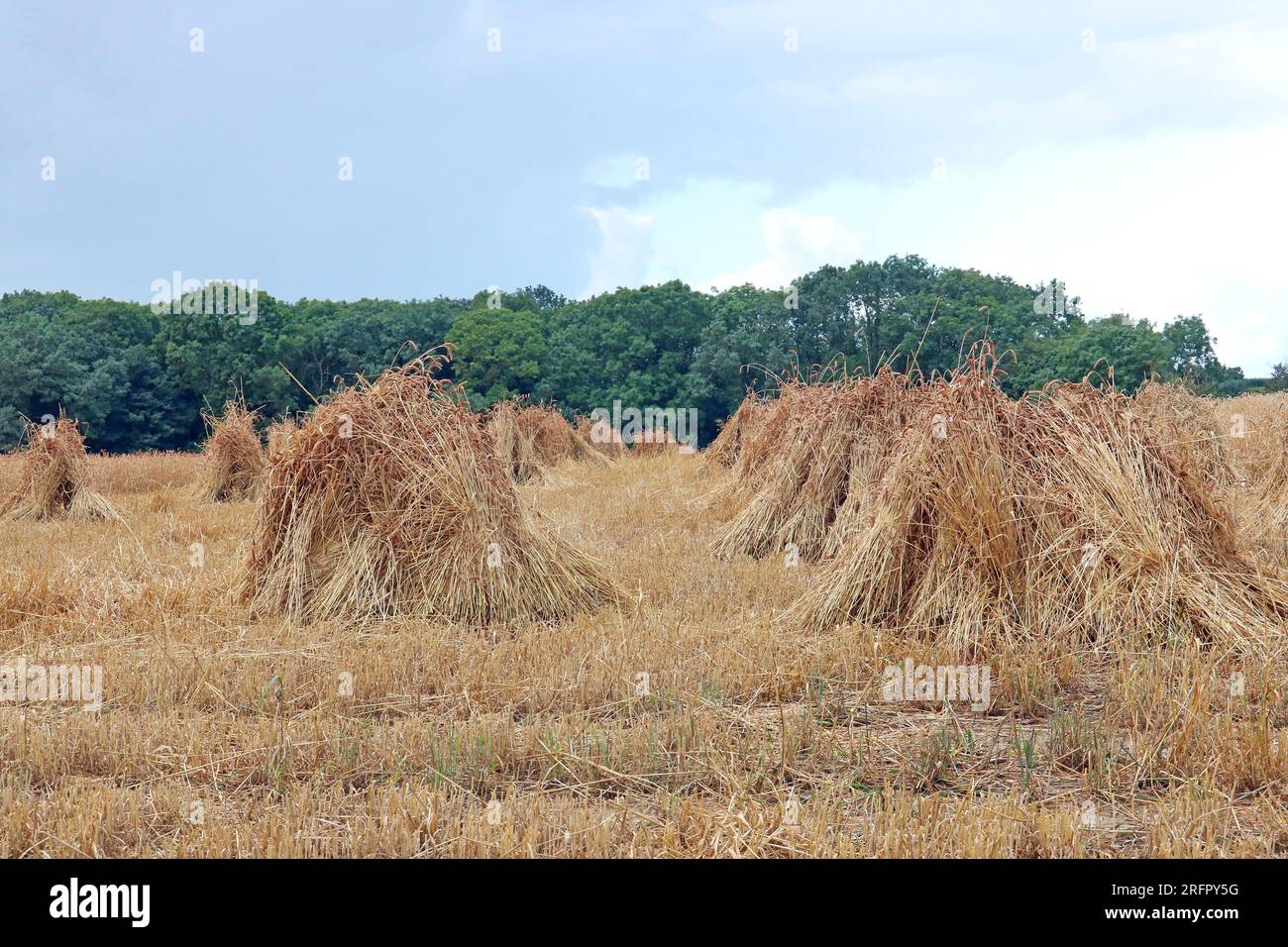 Stooks of straw standing and drying in a stubble field. The dry straw ...